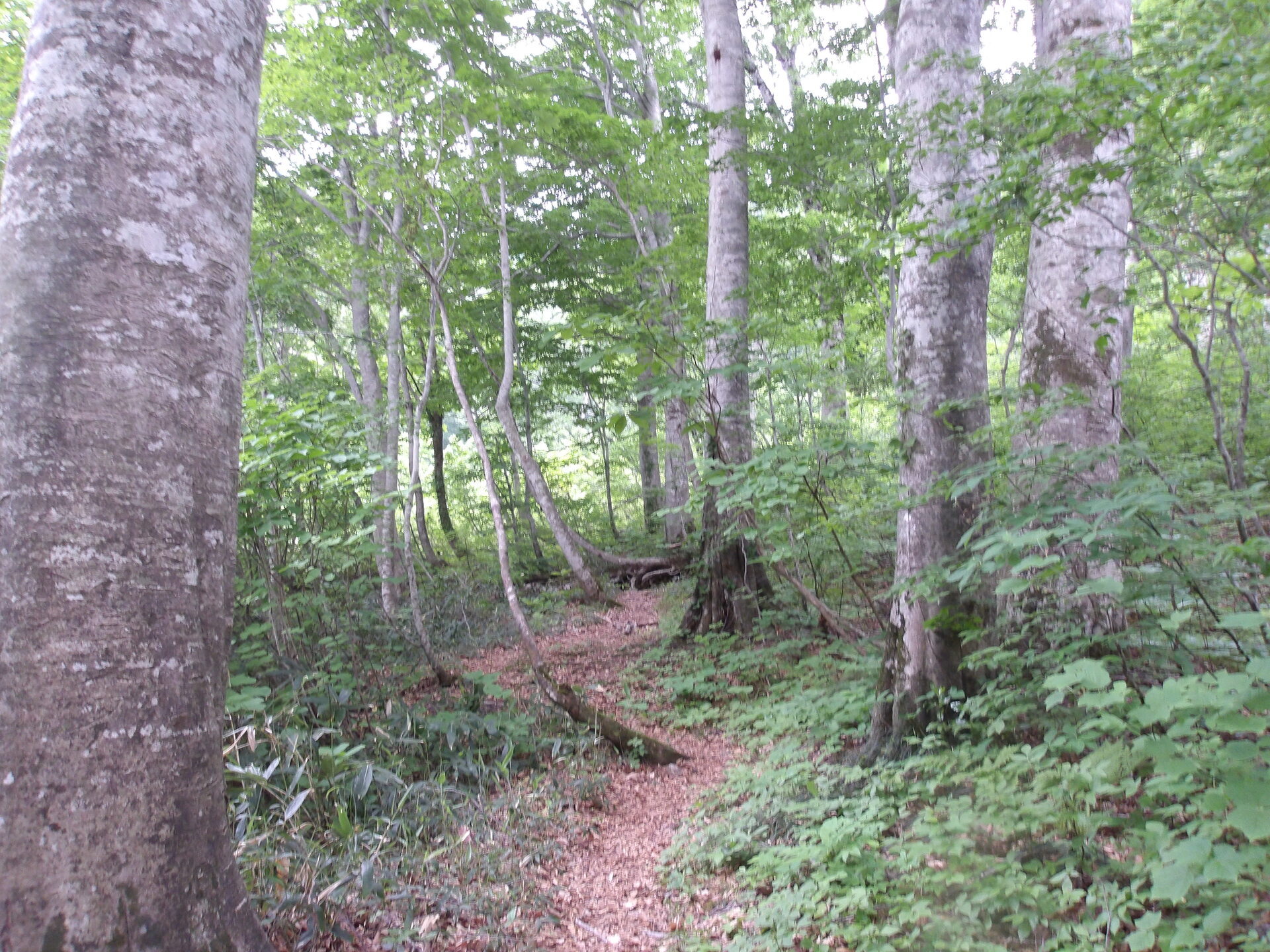 北股岳・門内岳（石転び沢登行、入り門内沢下降）: M.t&PARA