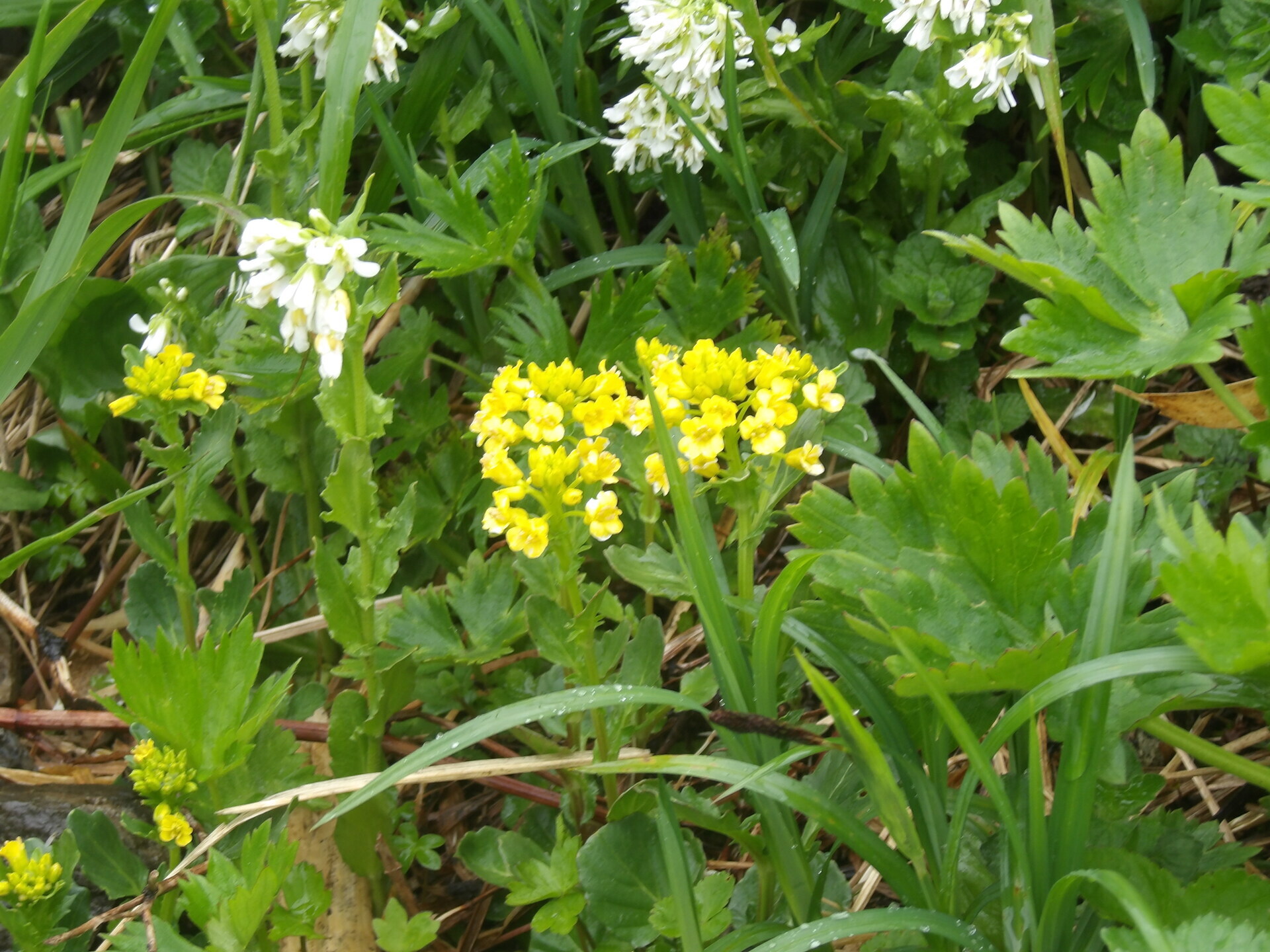 北股岳・門内岳（石転び沢登行、入り門内沢下降）: M.t&PARA